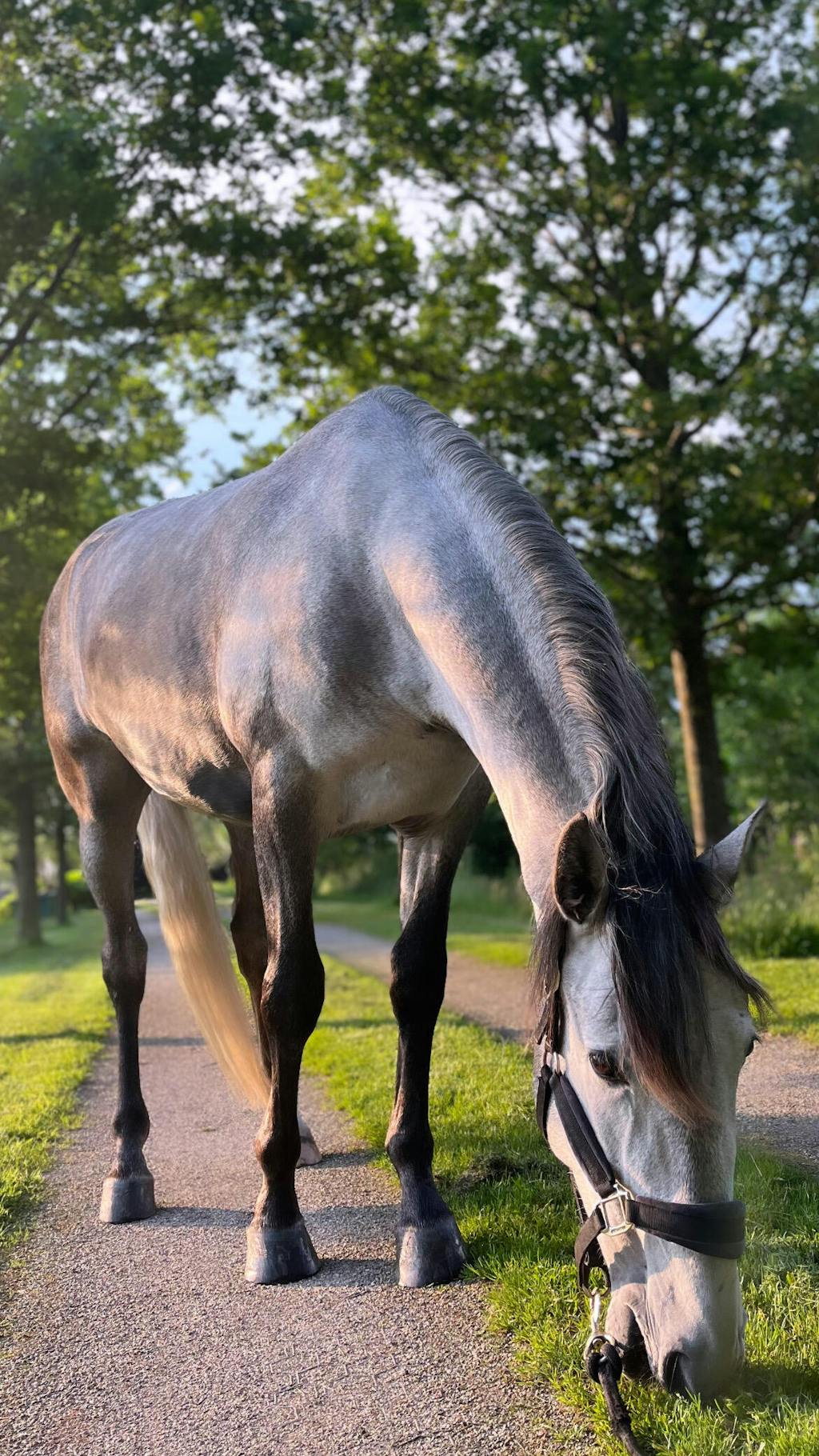 Equillin - aanvullingen op een hoogwaardig paarden rantsoen – Equilin
