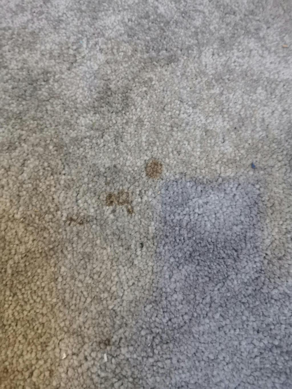 Aquarius Pro Valet Carpet and Upholstery Cleaner Car Valeting Machine ...