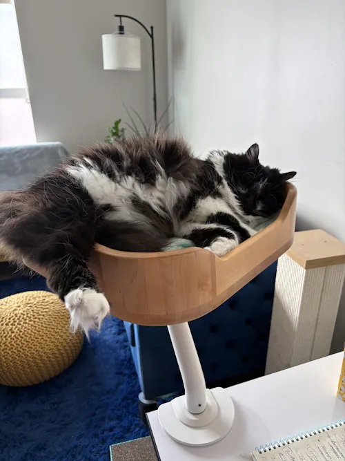 ERGO PURRCH | The Desk-Mounted Cat Bed for Modern Workspaces – ERGO ...