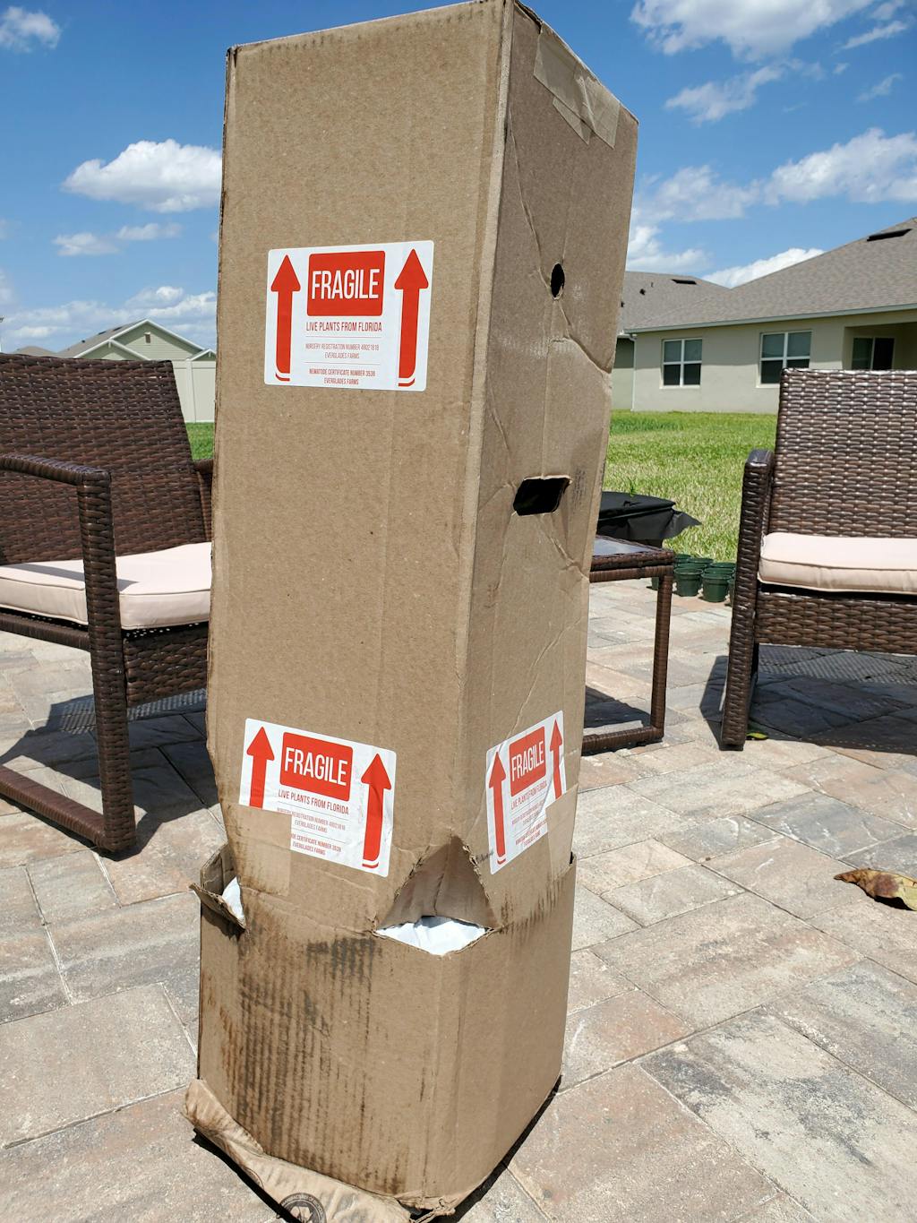 Maria Avocado Tree, Grafted – Everglades Farm