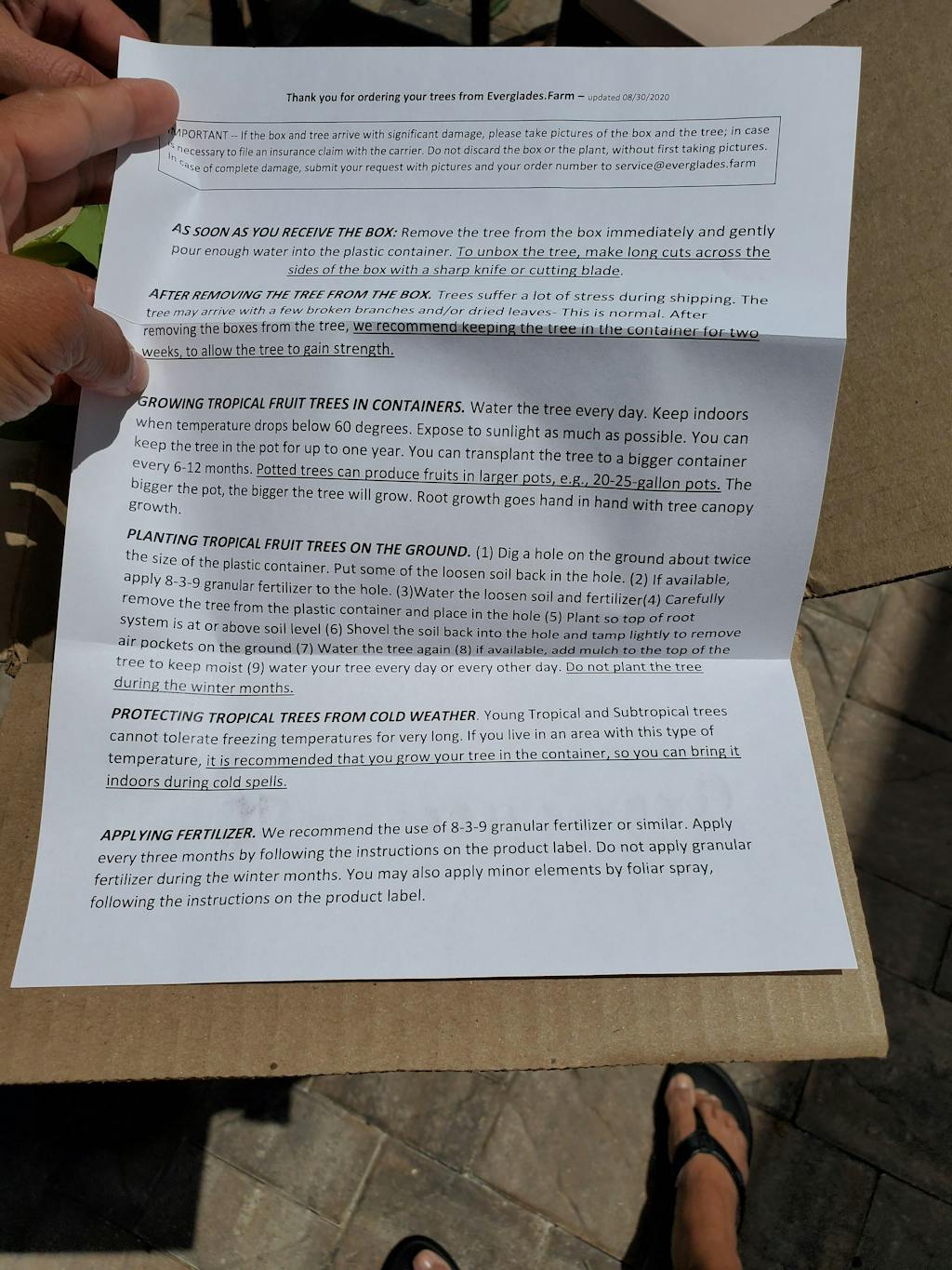 Maria Avocado Tree, Grafted – Everglades Farm