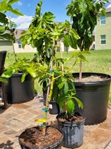 Maria Avocado Tree, Grafted – Everglades Farm