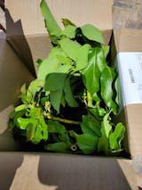 Maria Avocado Tree, Grafted – Everglades Farm