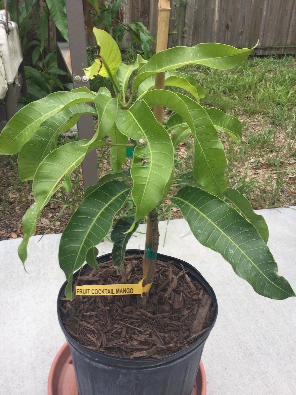 Fruit Cocktail Mango Tree Grafted – Everglades Farm