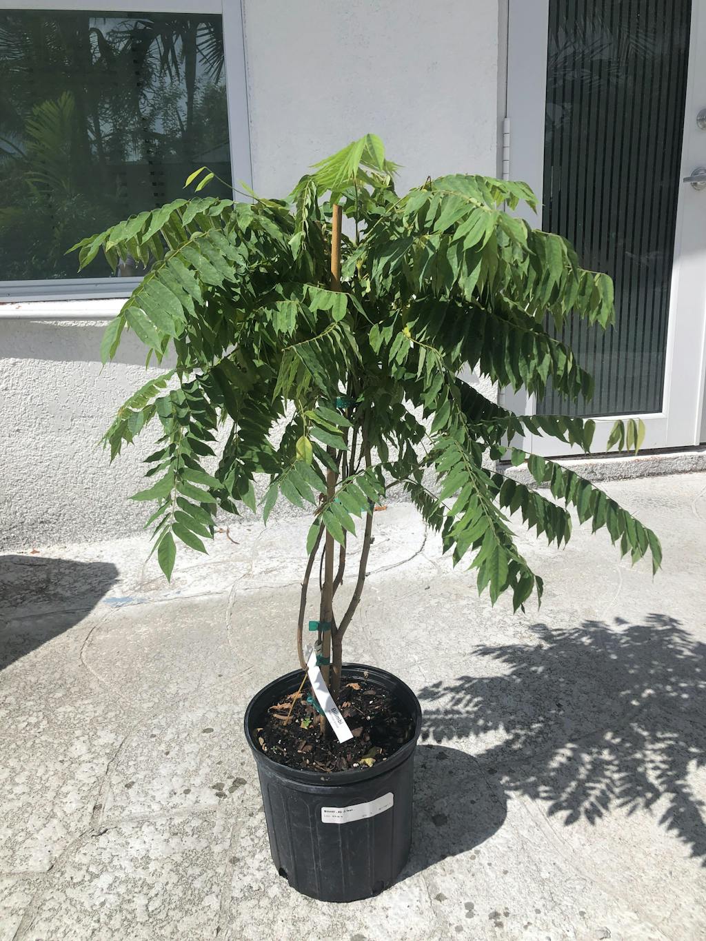 Bilimbi Tree, Fast Growing – Everglades Farm