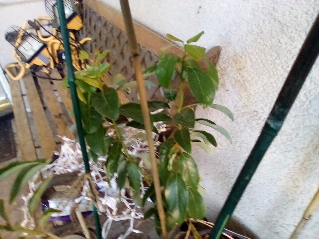 Pancho/Poncho Avocado Tree, Grafted – Everglades Farm