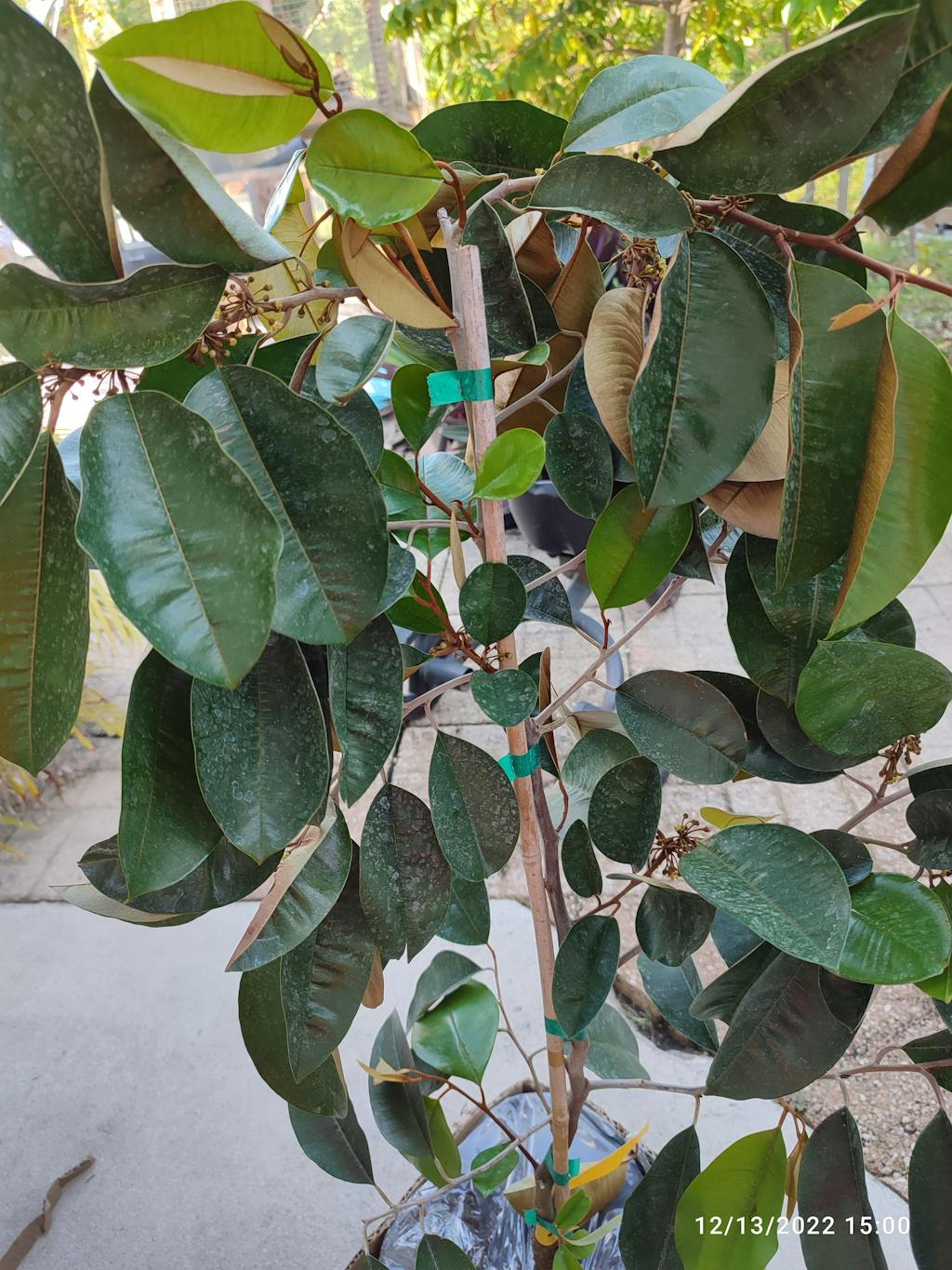 Star Apple Purple Caimito Morado Tree – Everglades Farm