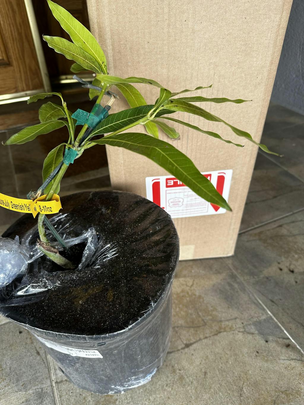 Grafted Peach Cobbler Mango Tree – Everglades Farm