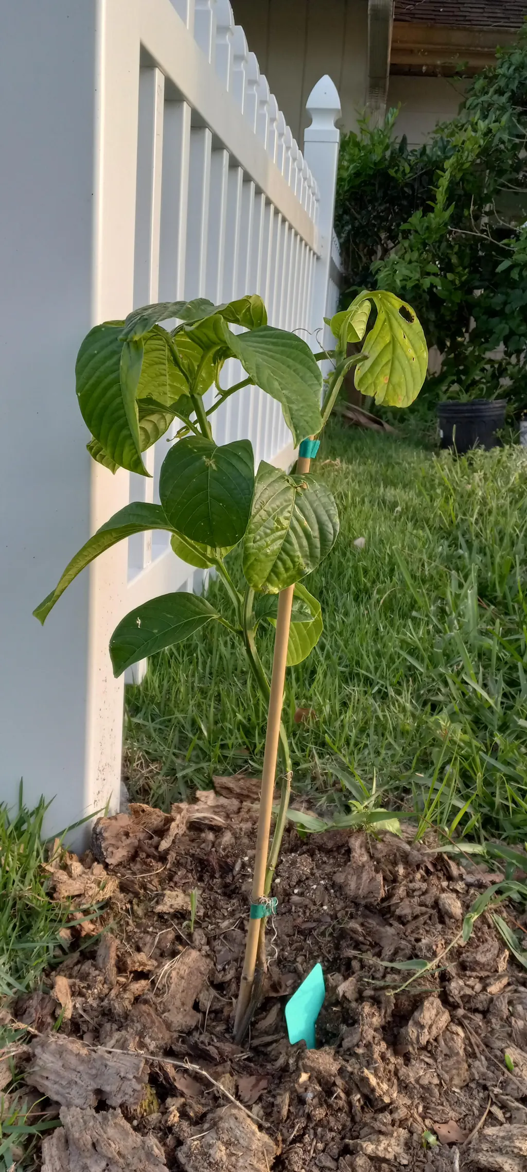 Giant Granadilla Plant – Everglades Farm