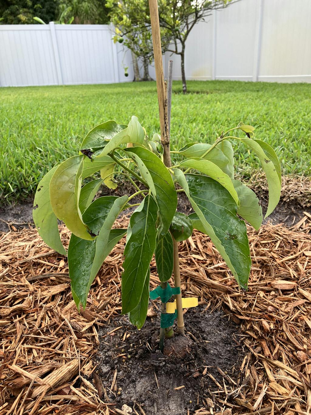 Hass [Florida] Avocado Tree, Grafted, 1-2 feet tall, For Sale from Flo ...