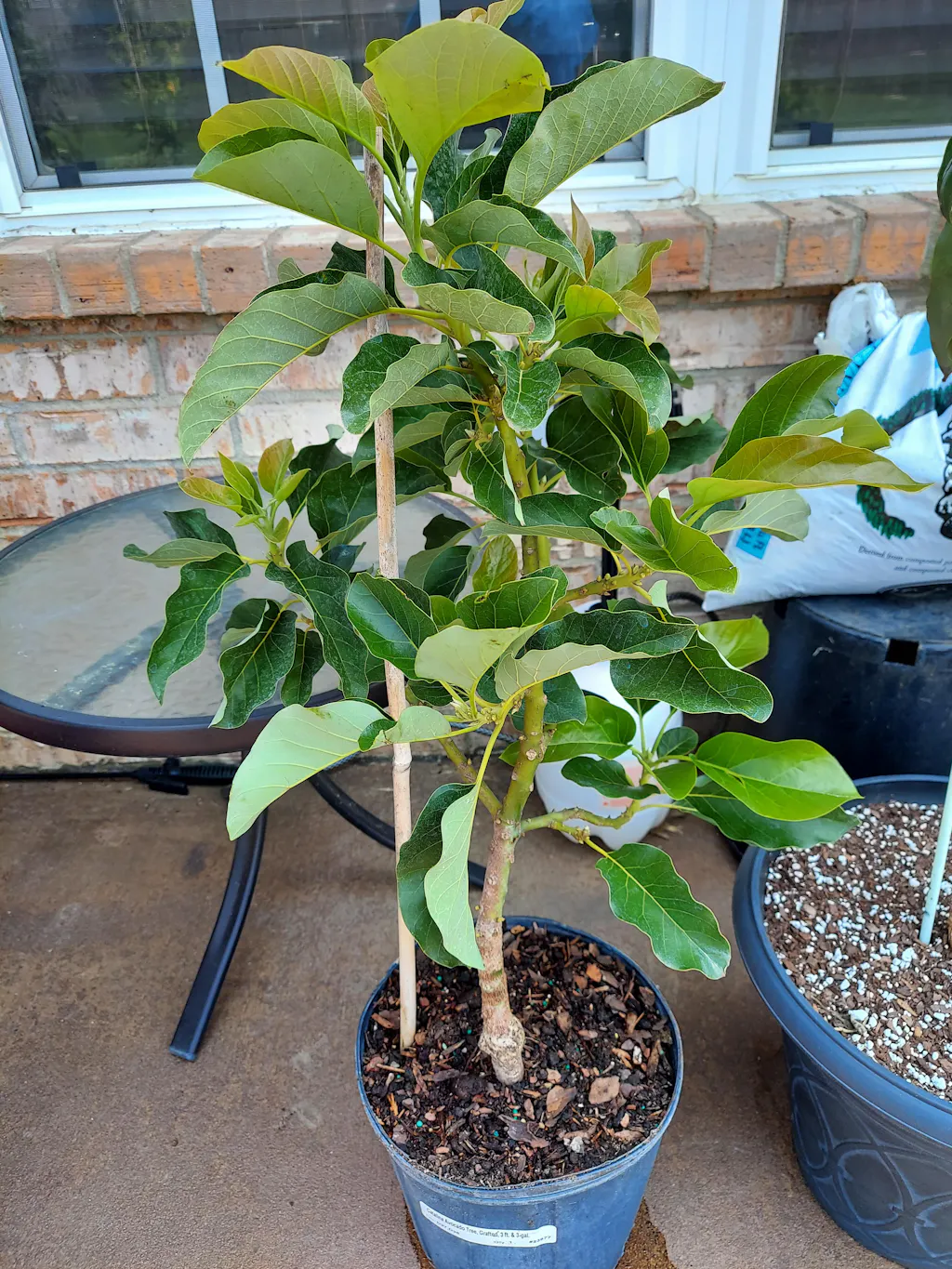 Catalina Avocado Tree, Grafted – Everglades Farm