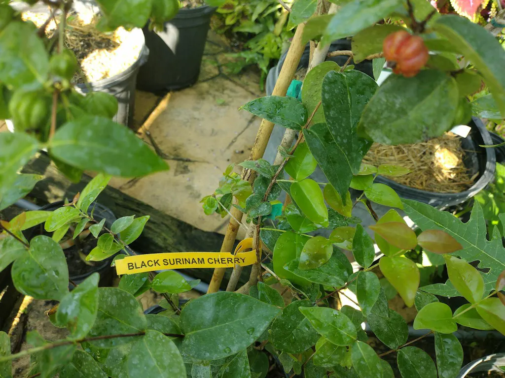 Star Cherry Surinam Cherry, Pitangatuba Tree – Everglades Farm