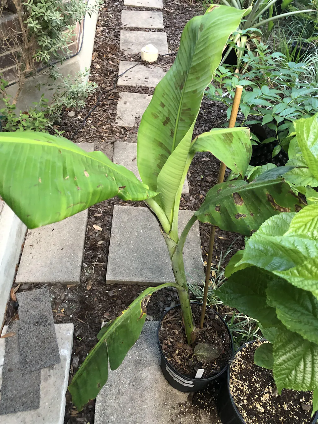 Gros Michel Banana Tree for Sale from Florida | Order Now – Everglades Farm