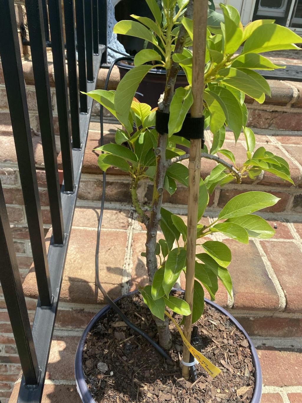 Donnie Avocado Tree Grafted – Everglades Farm