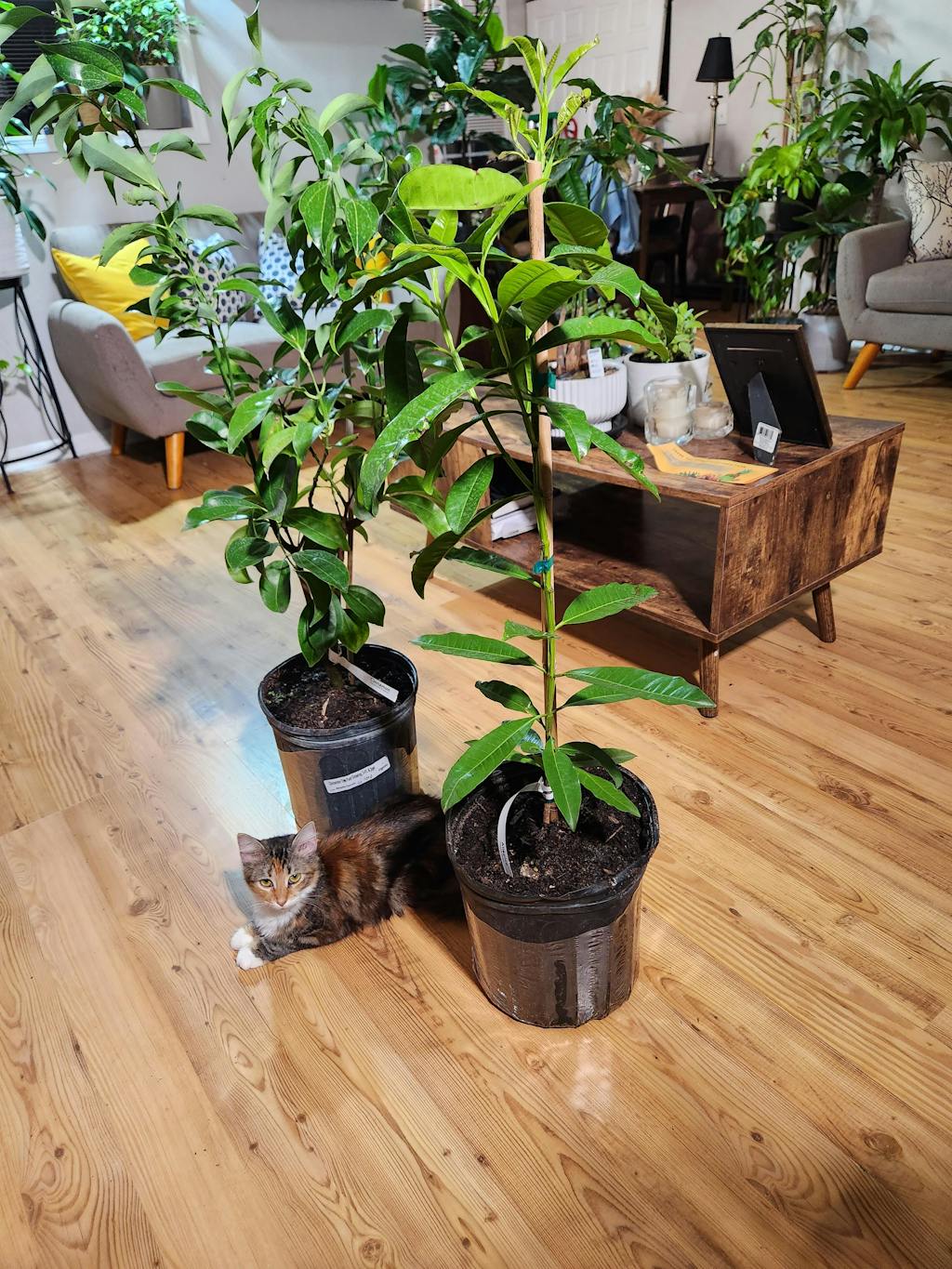 Allspice Pimienta de Jamaica Tree – Everglades Farm