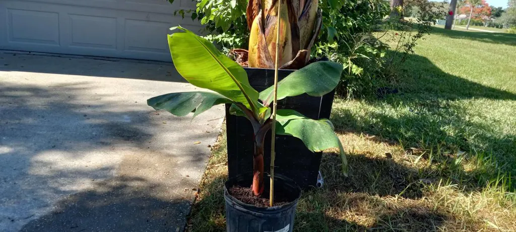 Red Dwarf Banana Tree or Red Cuban Banana – Everglades Farm