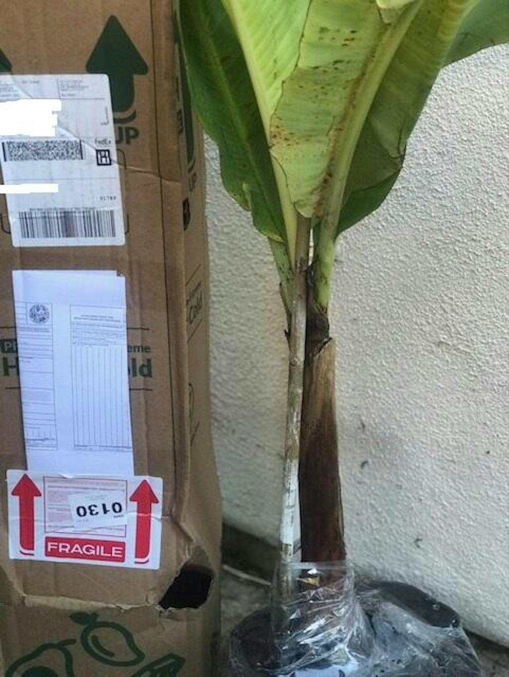 Lakatan Musa Banana Plant – Everglades Farm