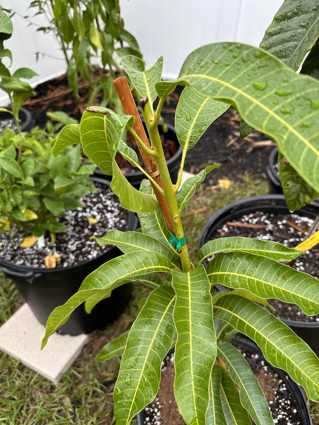Coconut Cream Mango Tree, Grafted – Everglades Farm