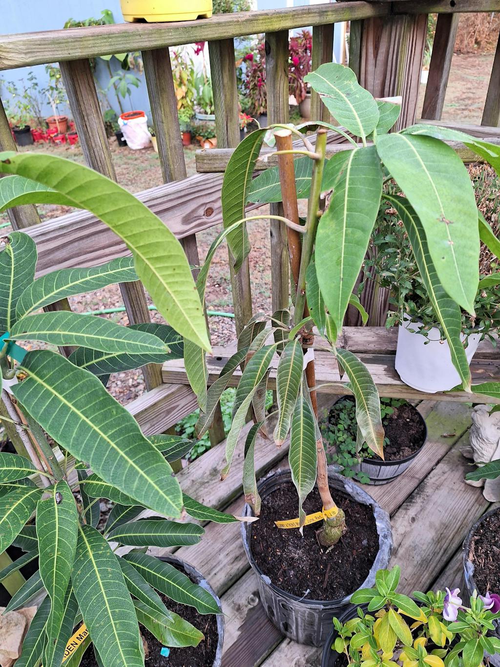 Grafted Tommy Atkins Mango Tree - For Sale – Everglades Farm