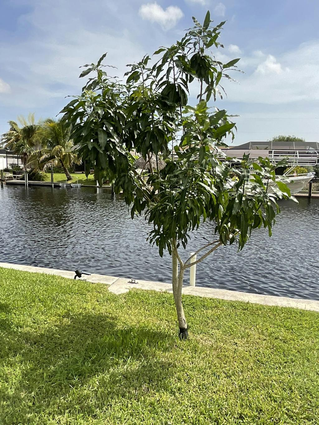 Keitt Mango Tree Grafted – Everglades Farm