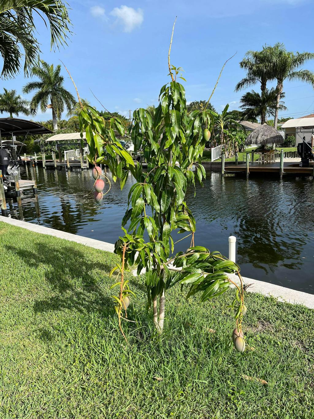 Keitt Mango Tree Grafted – Everglades Farm