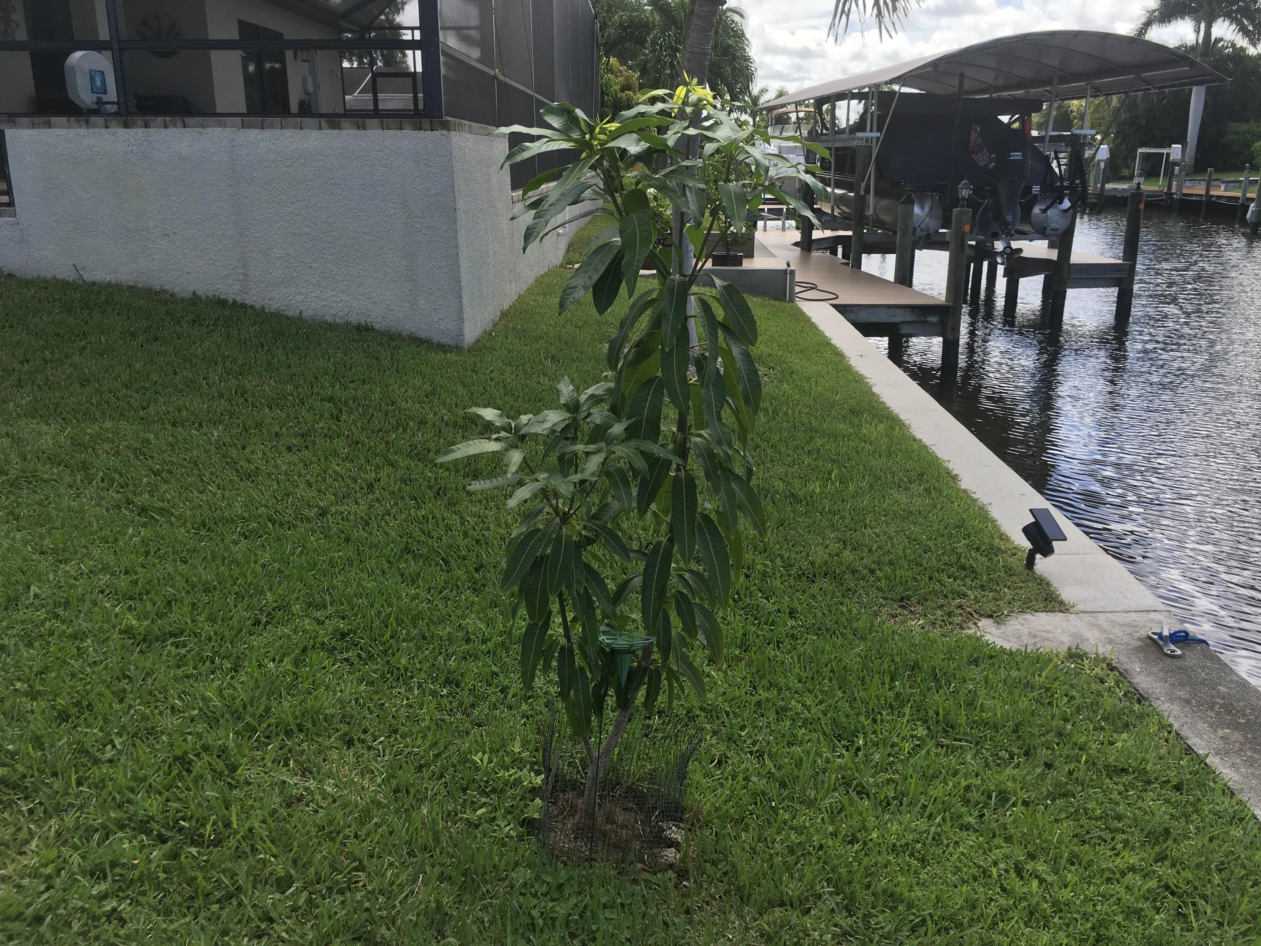 Keitt Mango Tree Grafted – Everglades Farm