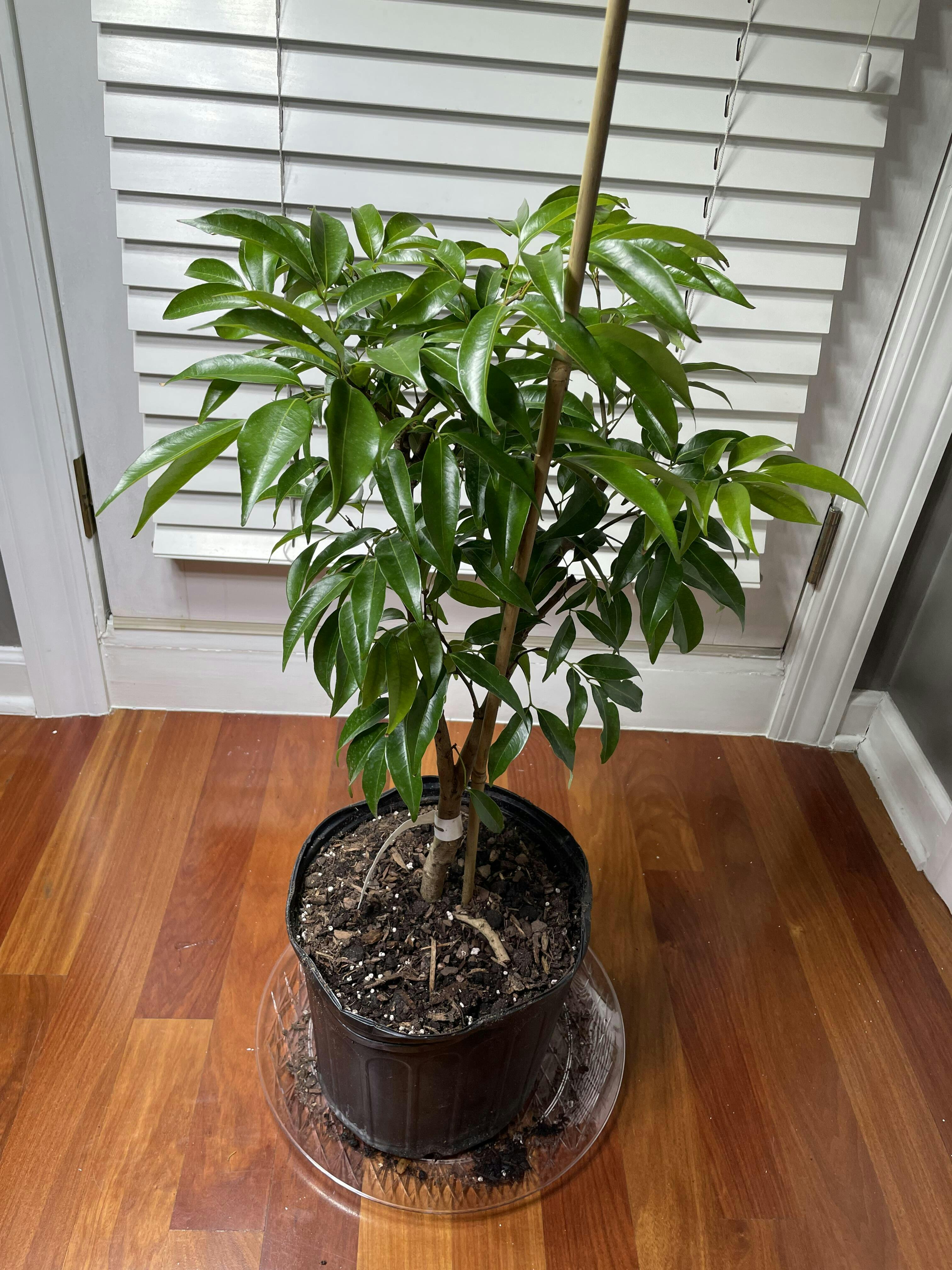 Emperor Lychee Tree, Dwarf, Air-Layered – Everglades Farm