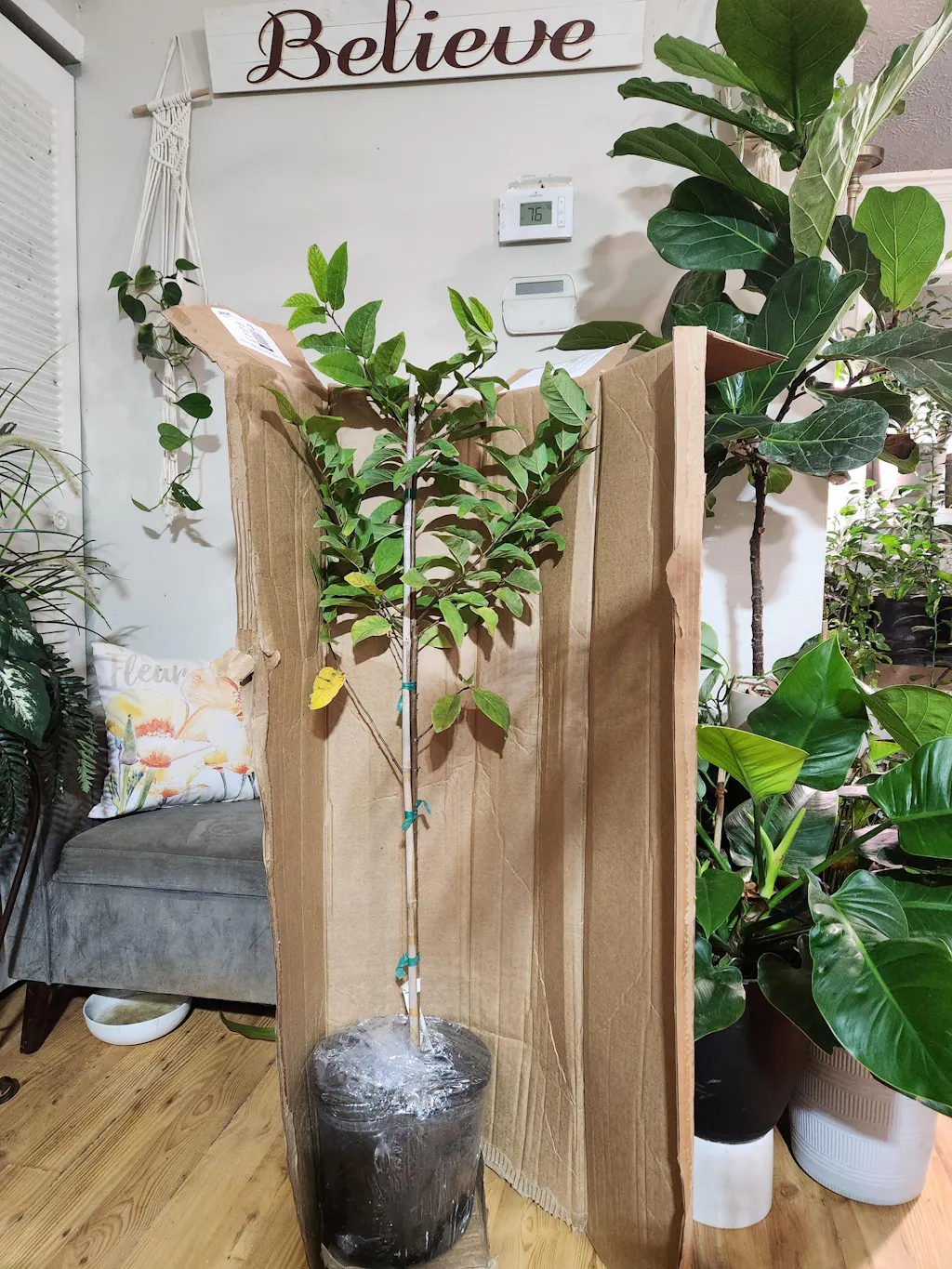 Sugar Apple, Annona Squamosa Tree – Everglades Farm