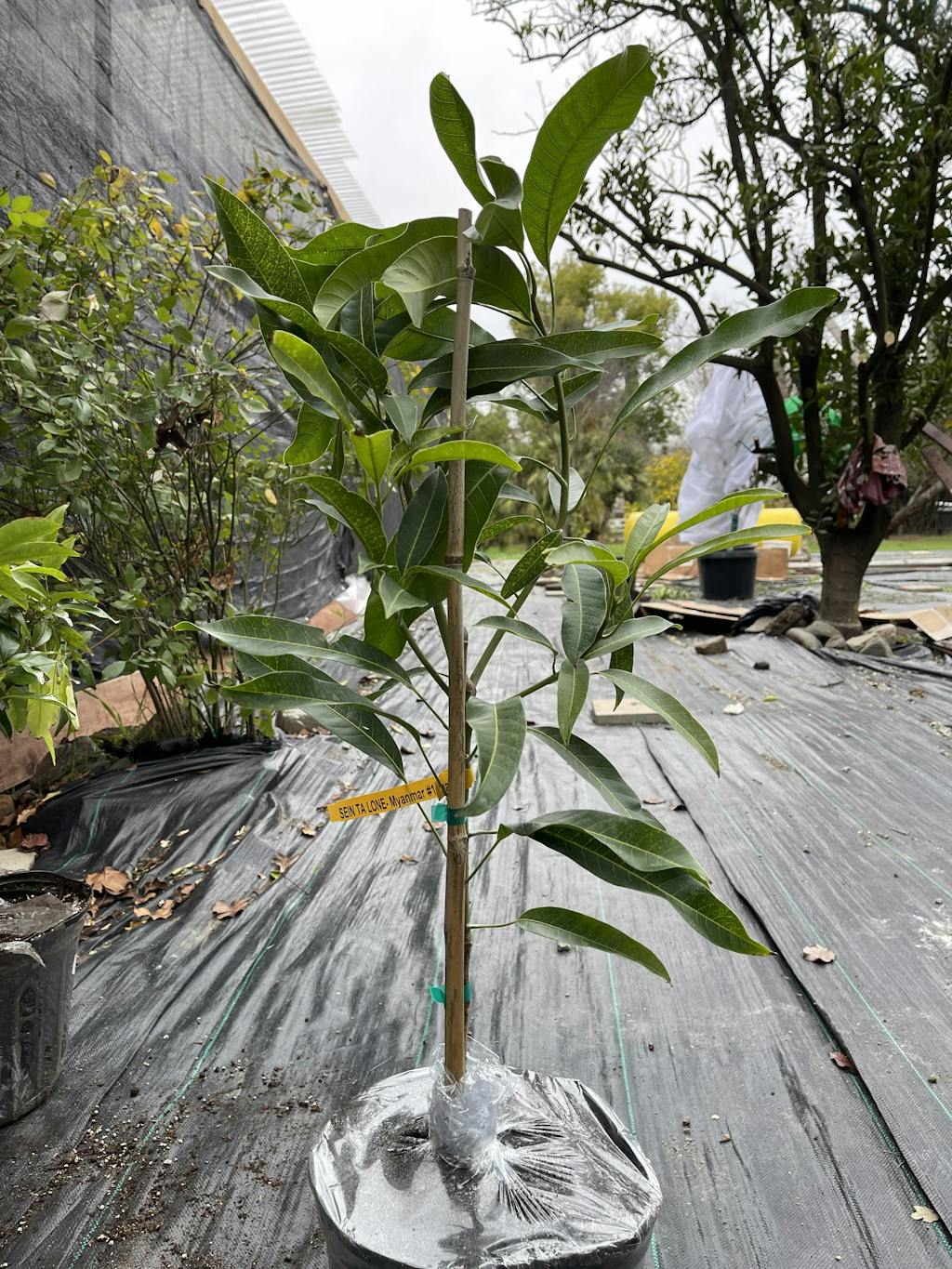Sein Ta Lone Mango Tree, Grafted – Everglades Farm