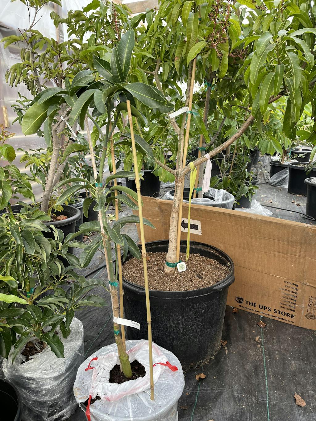 Tebow Mango Tree Grafted for sale from Florida – Everglades Farm