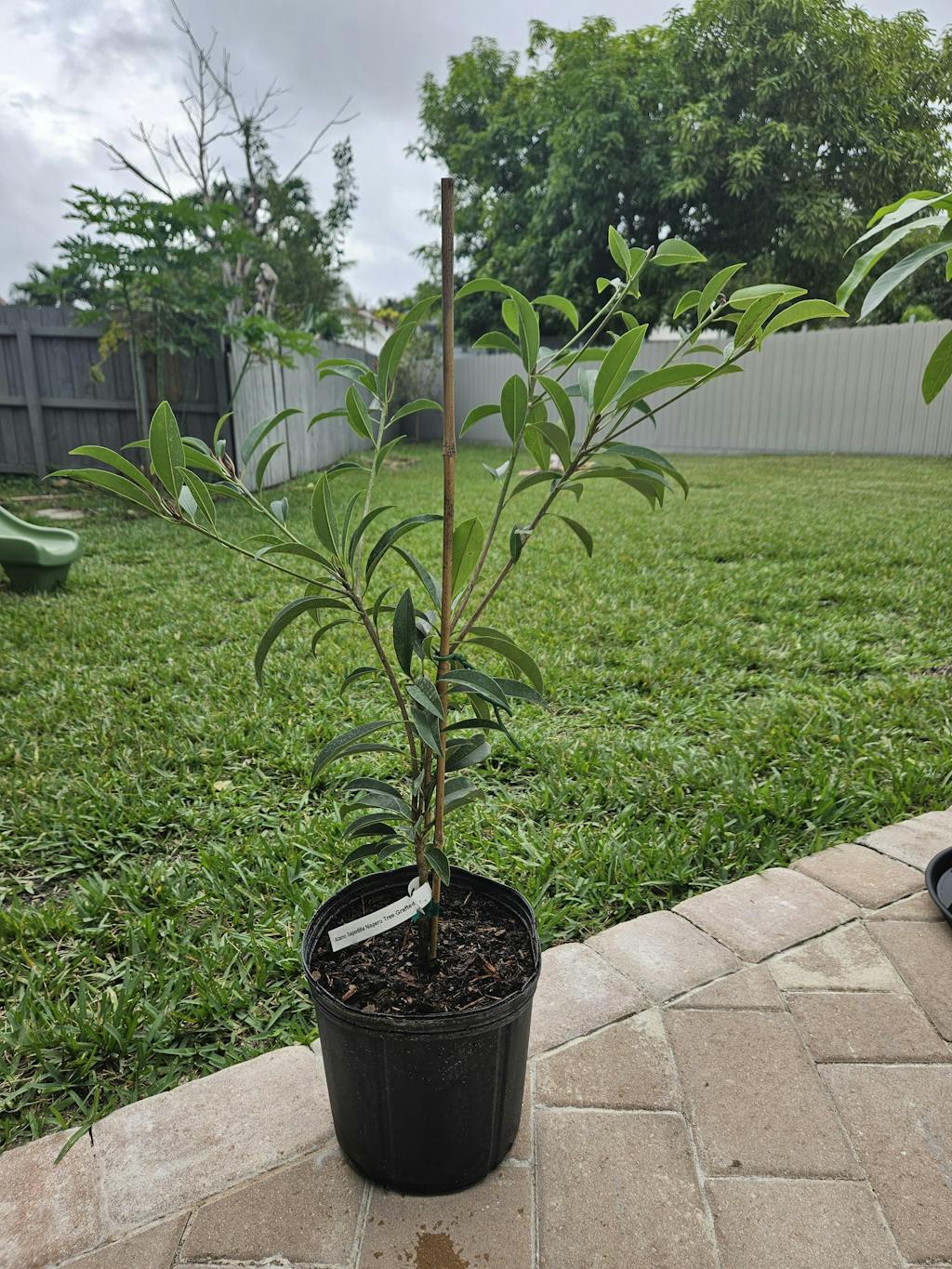 Growing Loquat Trees: Planting & Care Tips | Everglades Farm