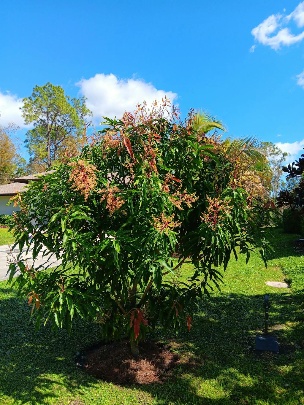 Mango Tree Orange Sherbert Grafted, for sale from Florida – Everglades Farm