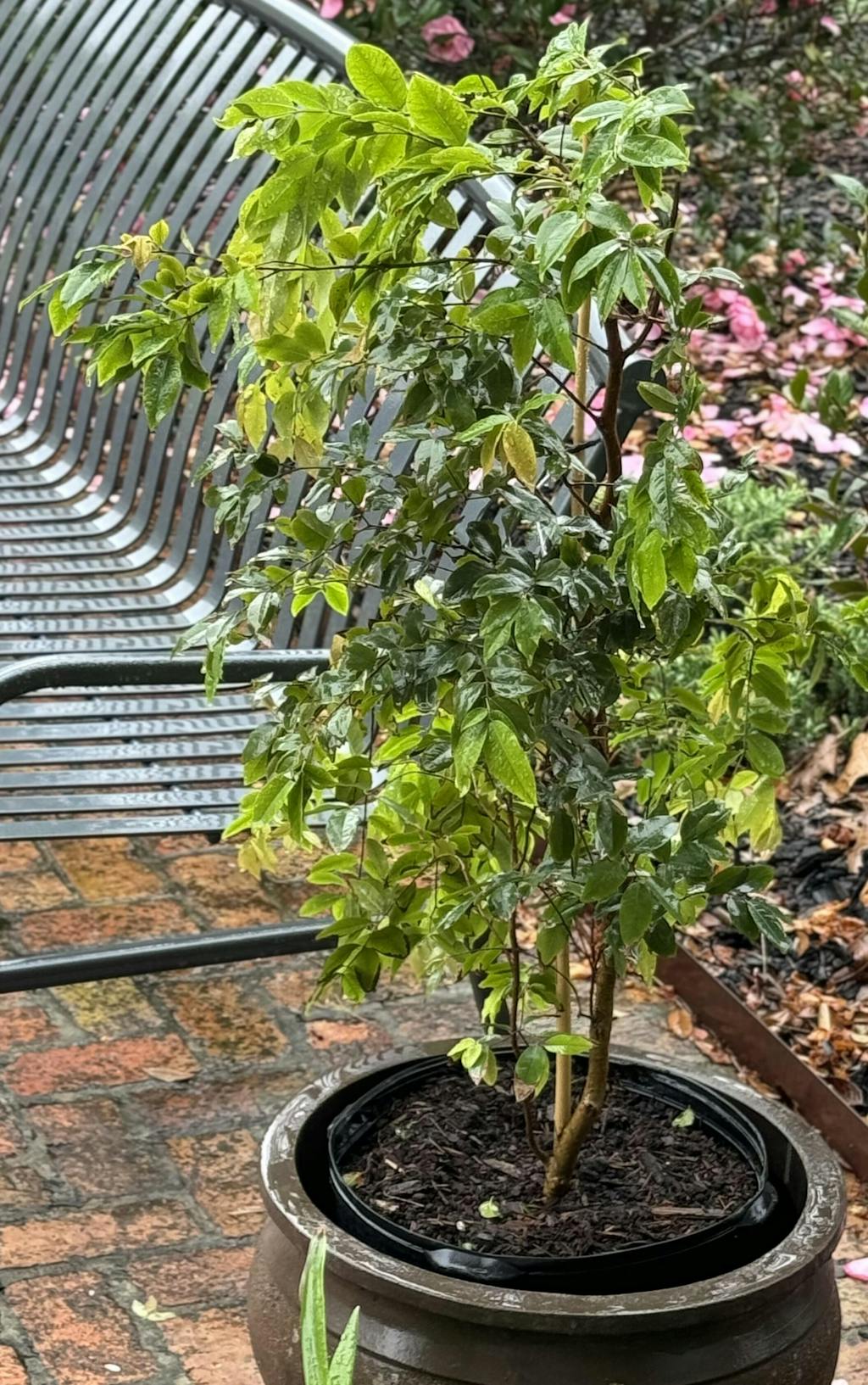 Red Dwarf Jaboticaba Tree, Hybrid – Everglades Farm