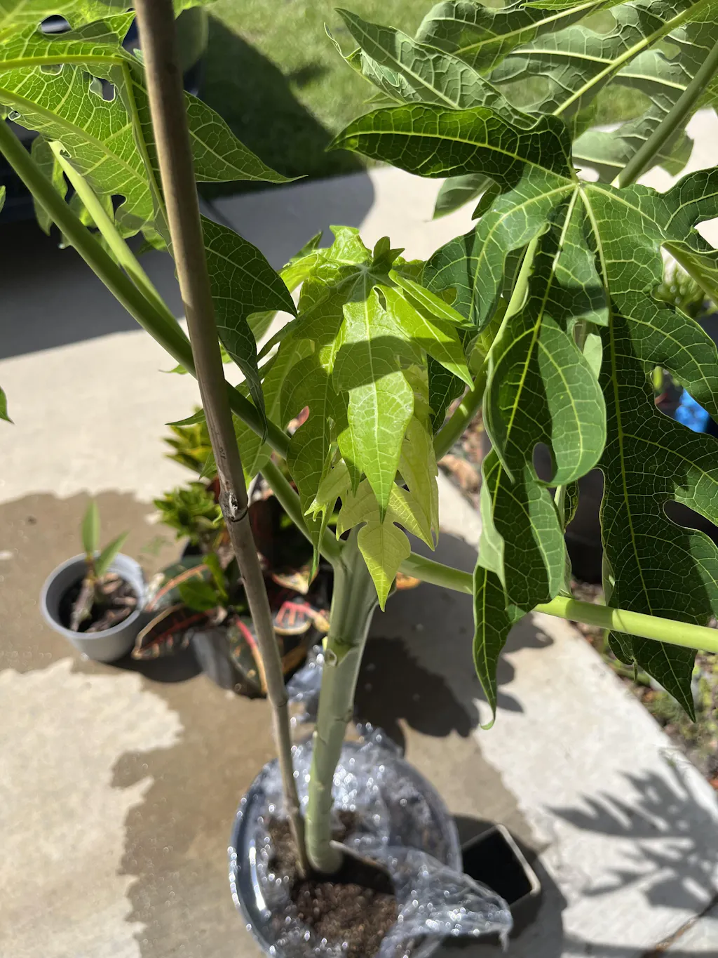 Papaya Red Lady Dwarf Tree, for sale from Florida – Everglades Farm
