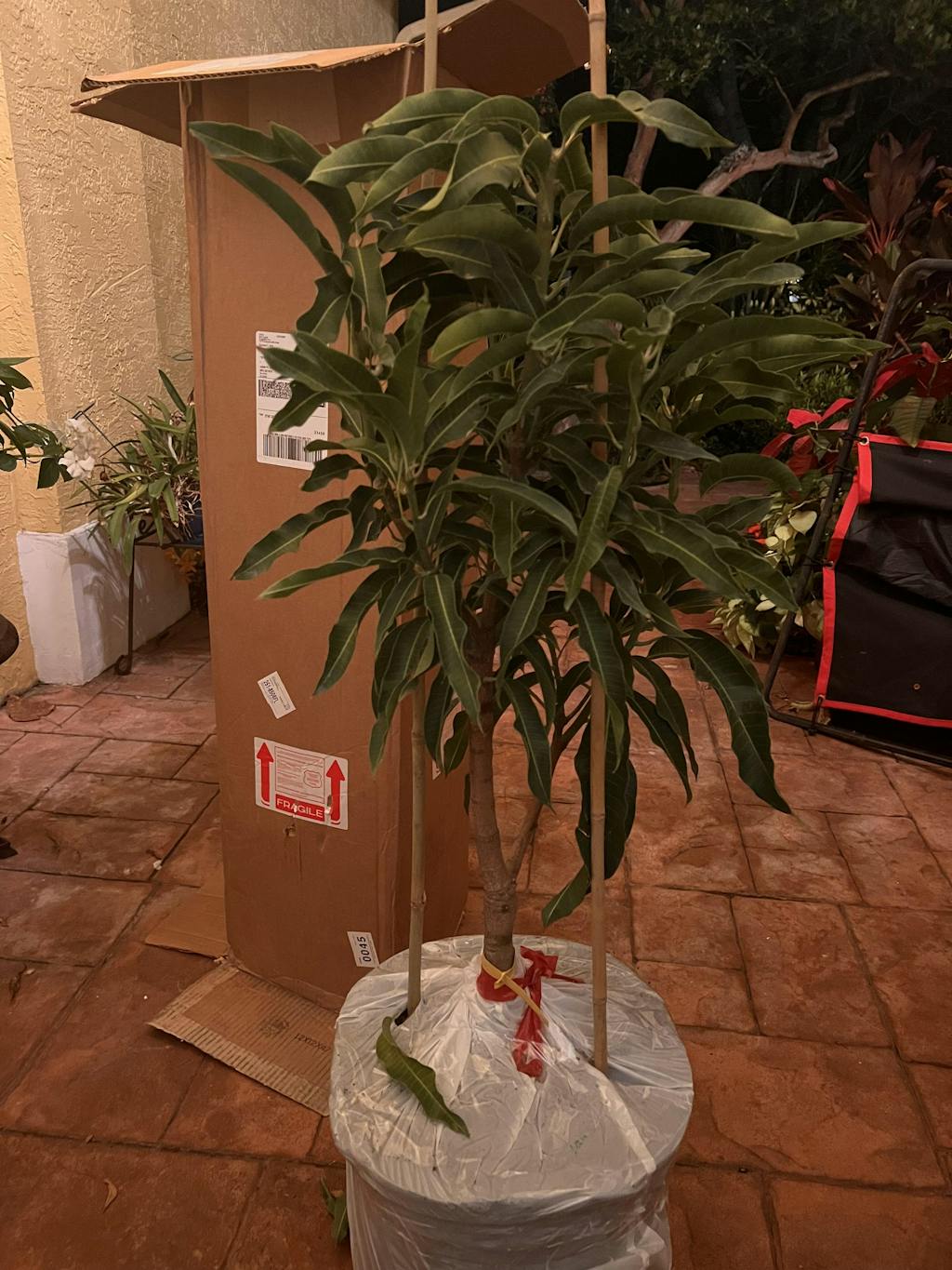 Cogshall Mango Tree Dwarf, Grafted – Everglades Farm