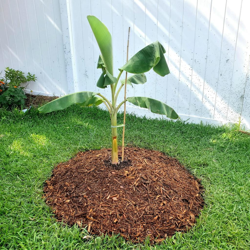 Growing Loquat Fruit: Expert Tips & Care – Everglades Farm