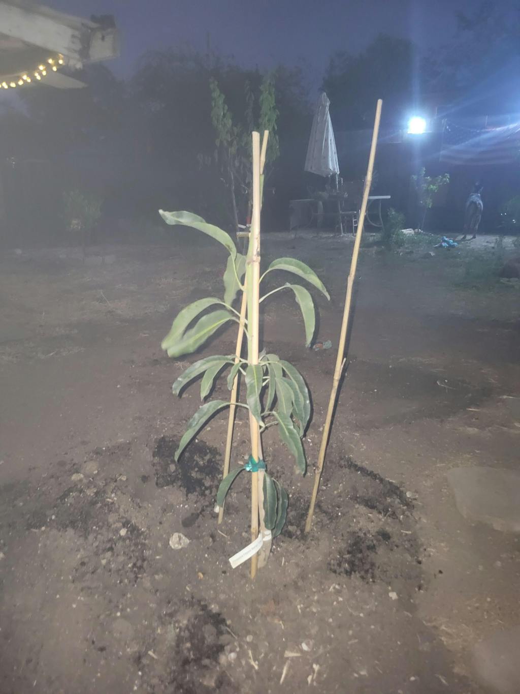 Grafted Philippine Mango Tree - For Sale – Everglades Farm