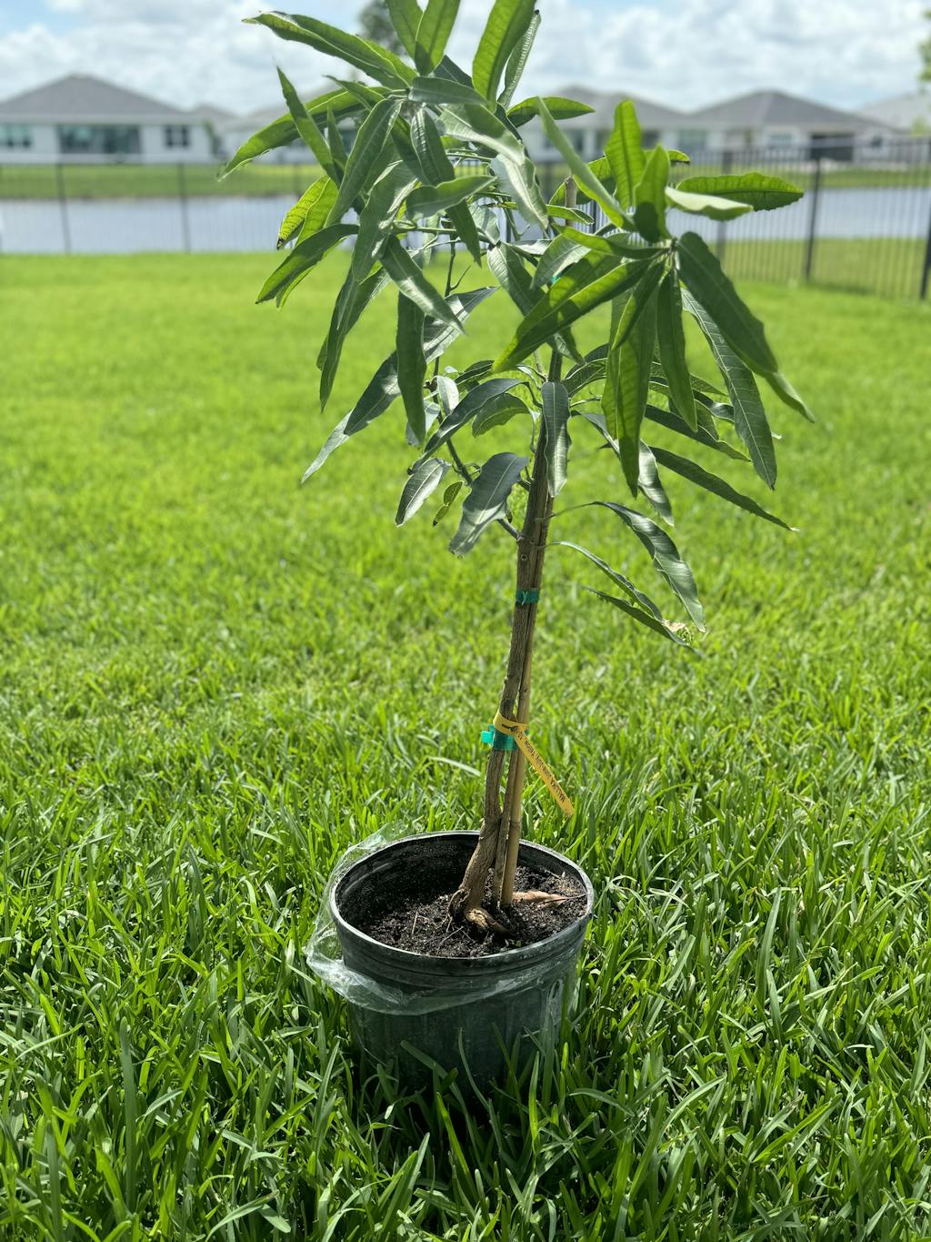 Mallika Dwarf Mango Tree, Grafted – Everglades Farm