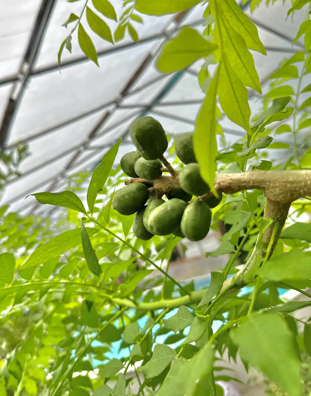 Red Spanish Hog Plum Tree - Ciruela, Jocote – Everglades Farm