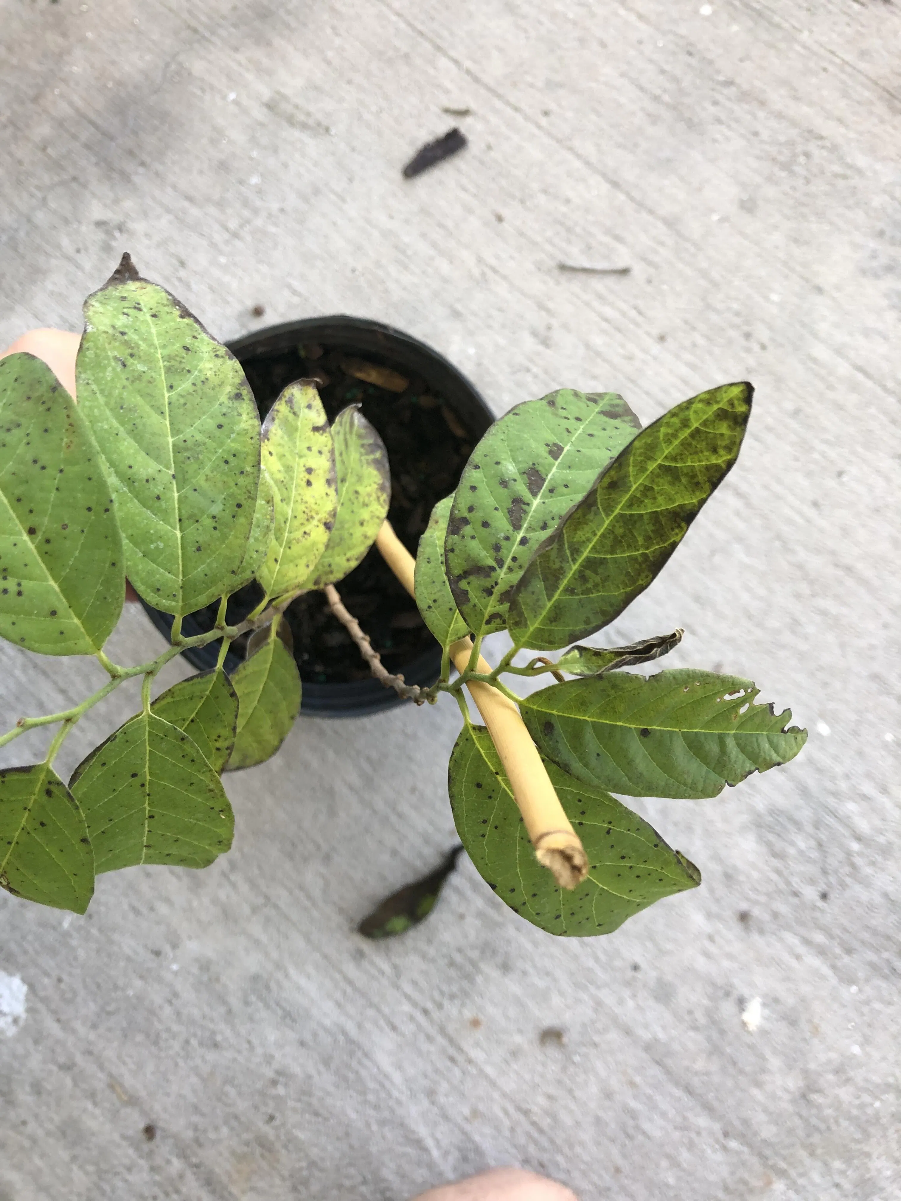 How to Start a Fruit Garden | Tropical Fruit – Everglades Farm
