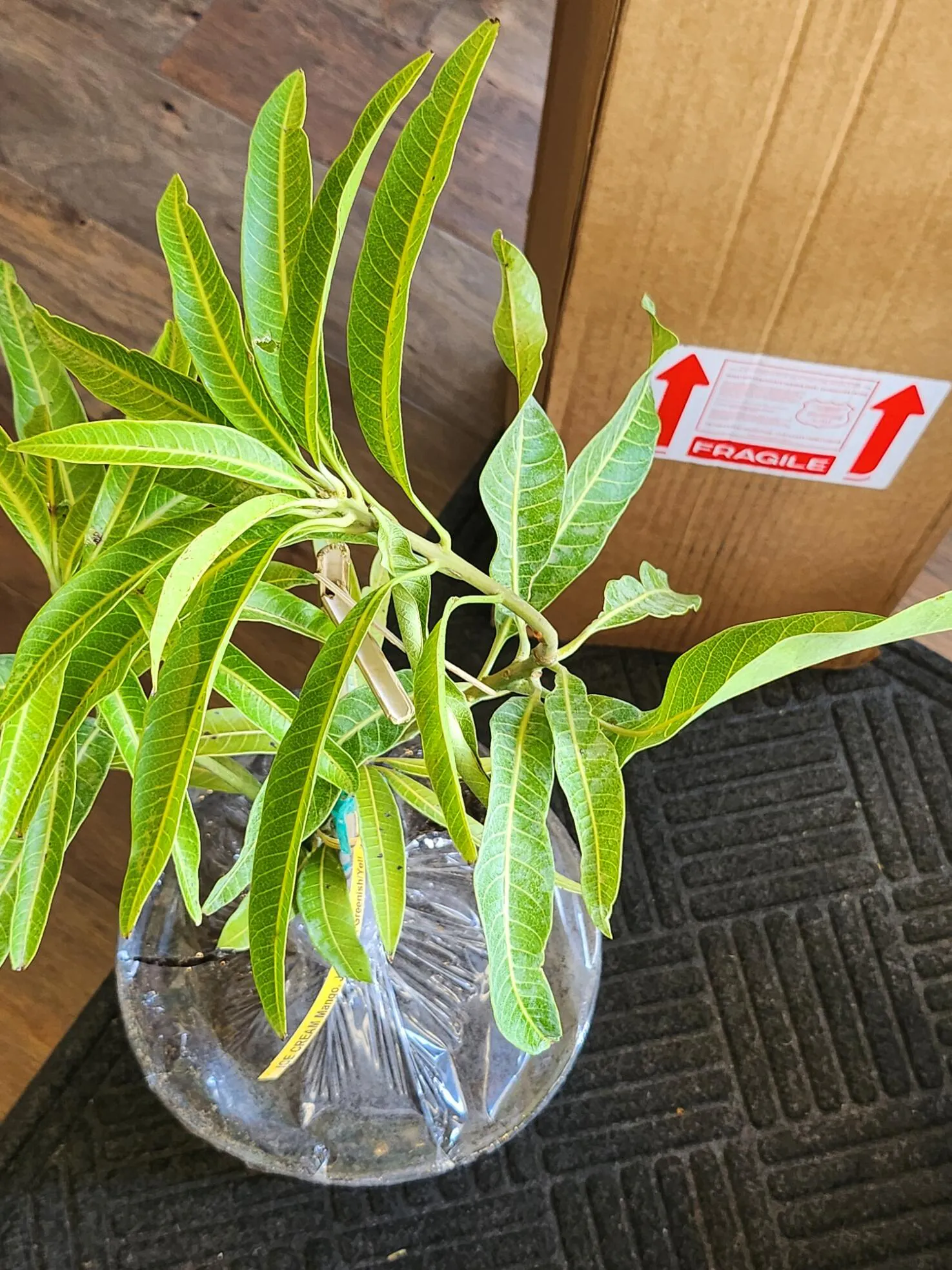 Ice Cream Dwarf Mango Tree, Grafted – Everglades Farm
