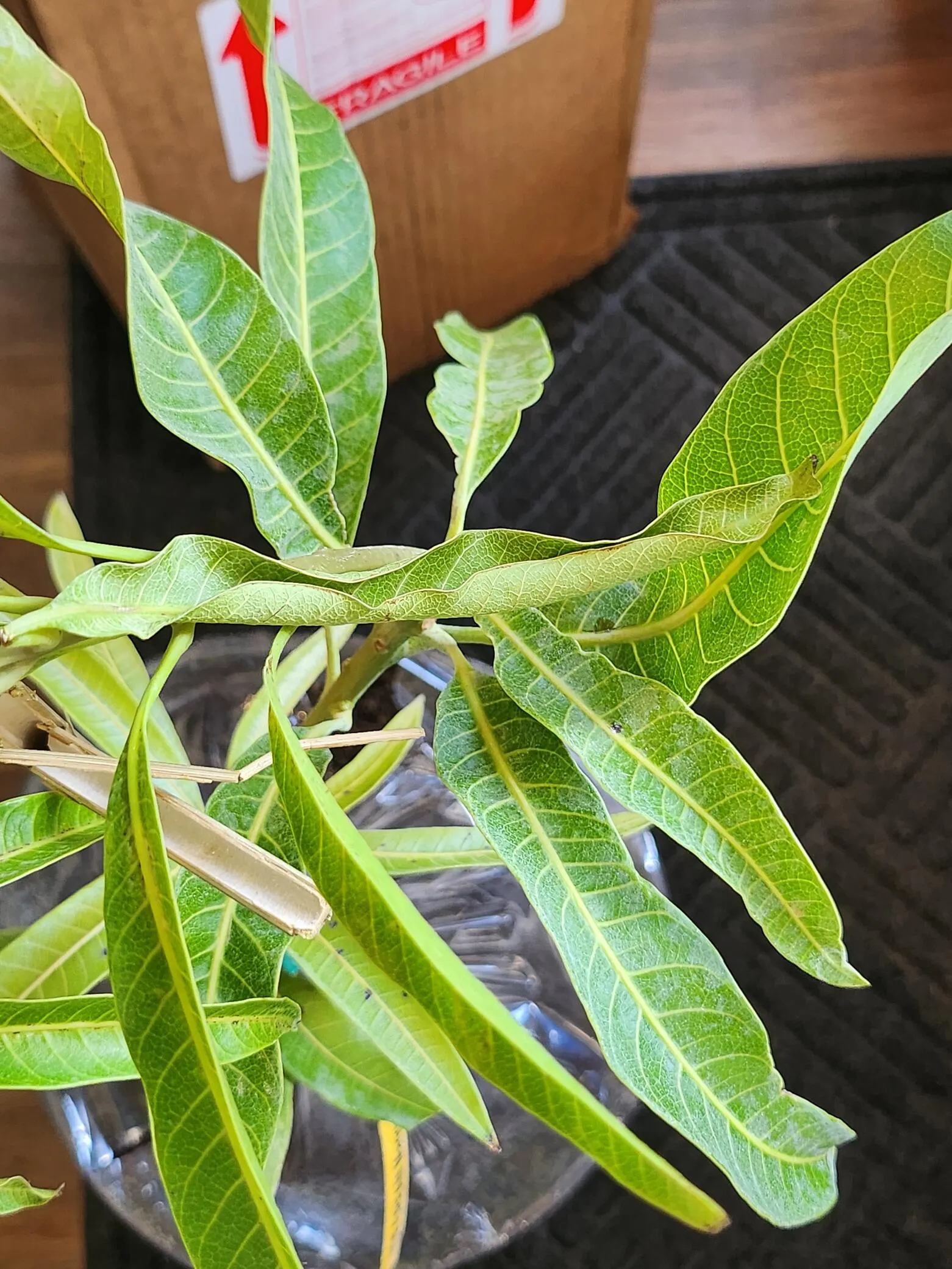 Ice Cream Dwarf Mango Tree, Grafted – Everglades Farm