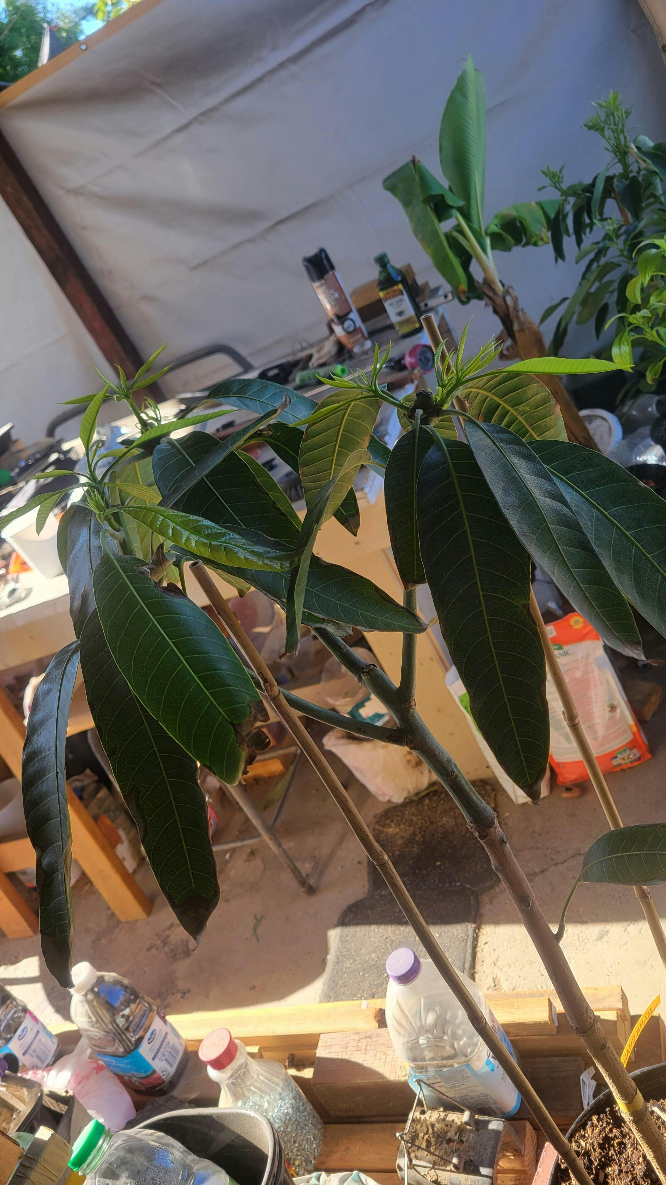 Maha Chanok Mango Tree, Grafted – Everglades Farm
