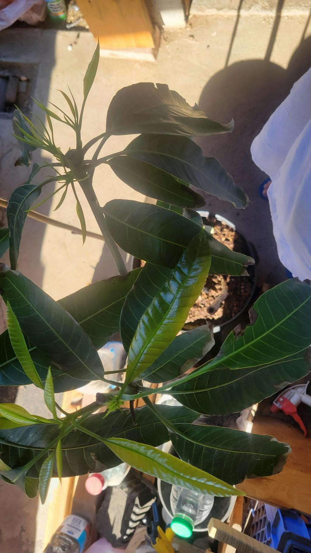 Maha Chanok Mango Tree, Grafted – Everglades Farm