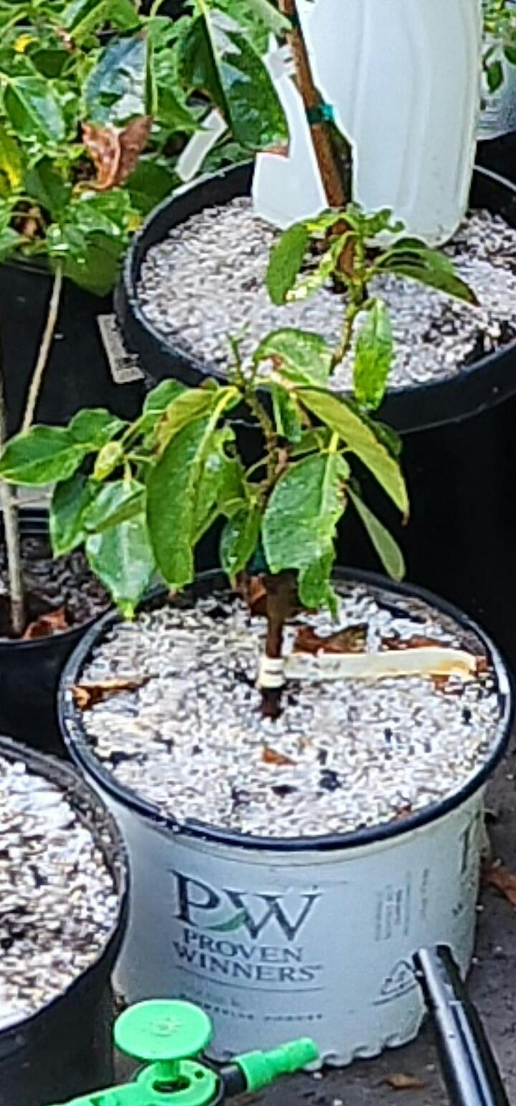 Growing Loquat Trees: Planting & Care Tips | Everglades Farm