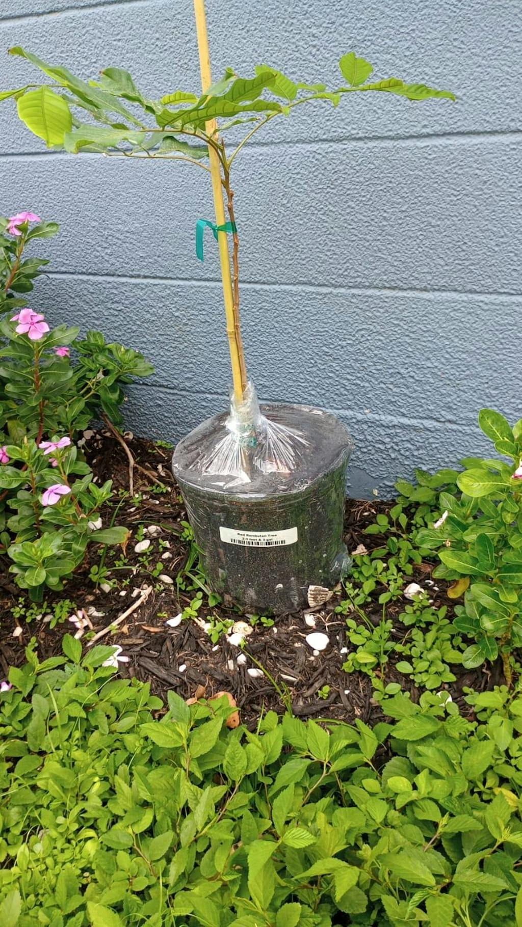 Red Rambutan Tree – Everglades Farm