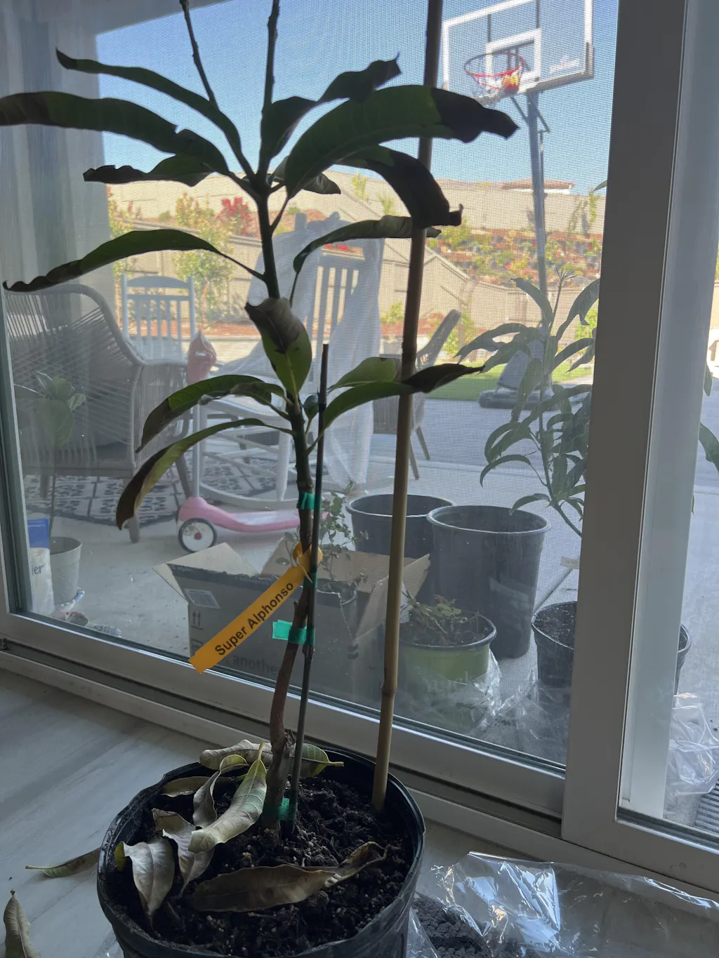 Super Alphonso Mango Tree Grafted – Everglades Farm