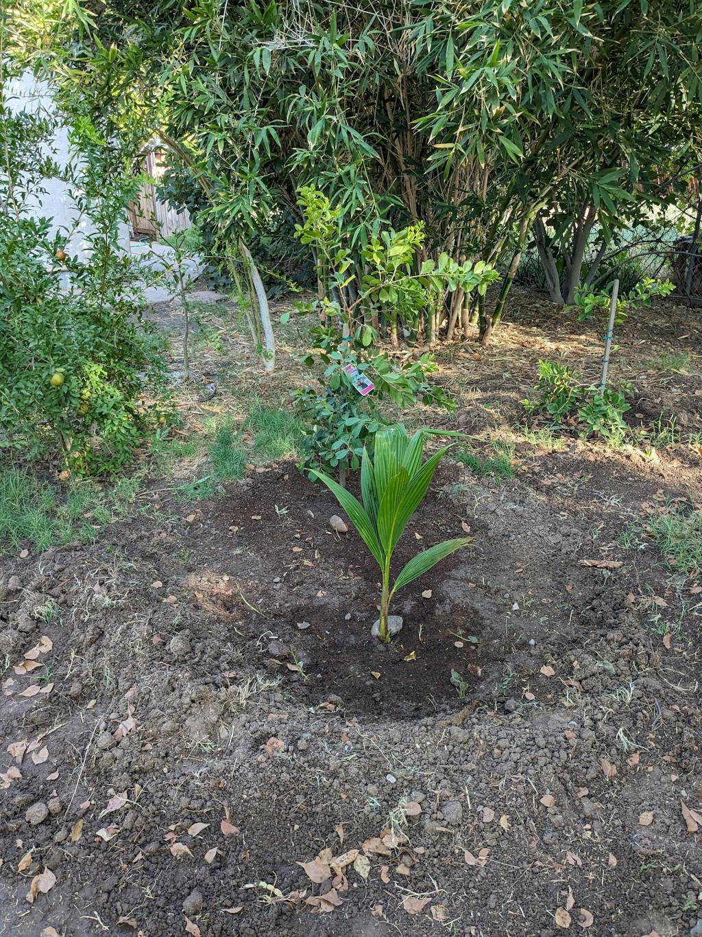 Blue Java Banana Tree for Sale in Florida | Ice Cream Banana Plant ...