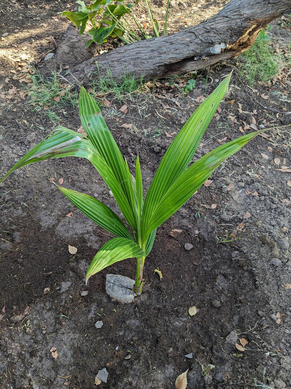 Malayan Dwarf Coconut Palm Tree| Florida – Everglades Farm