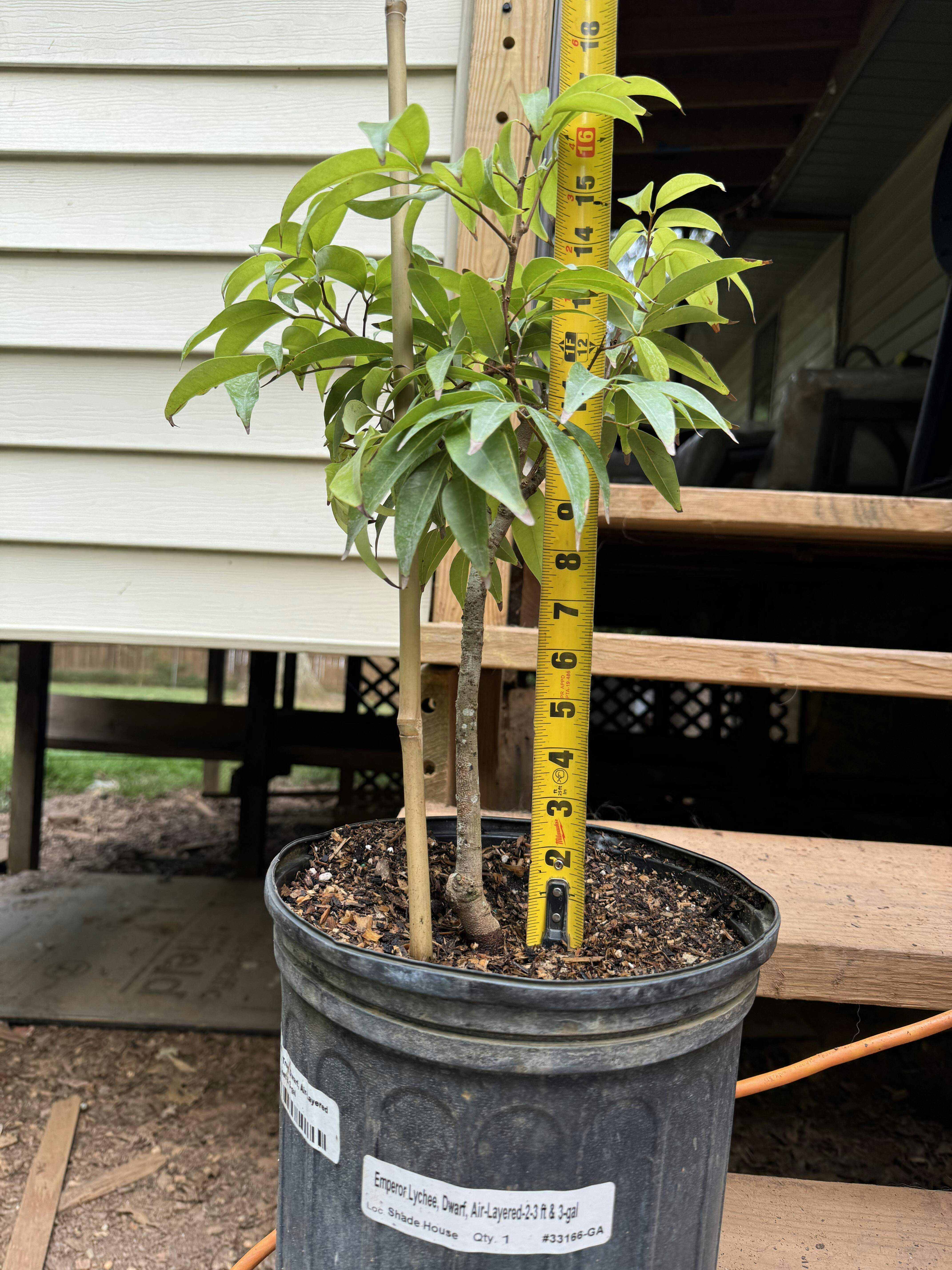 Blue Java Banana Tree for Sale in Florida | Ice Cream Banana Plant ...